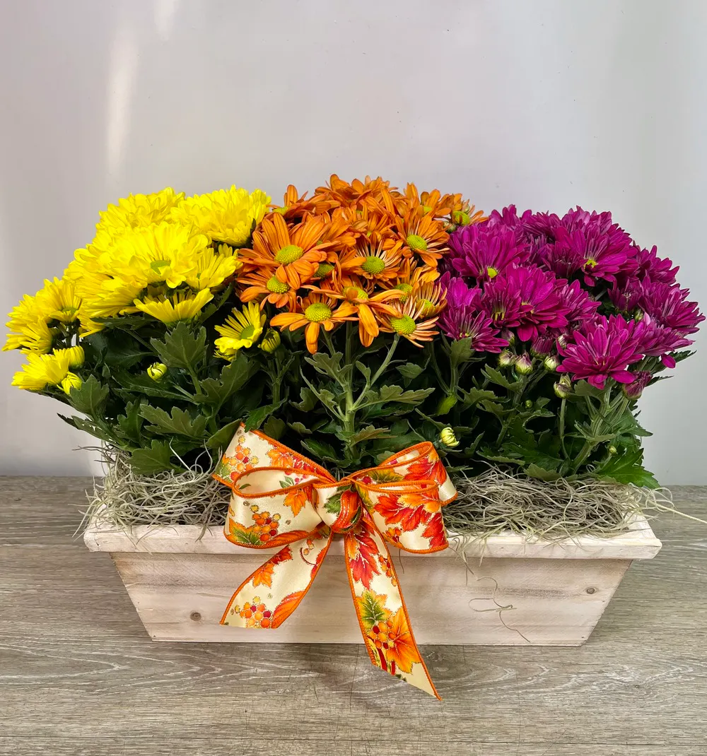 Fall Mum Box | Roanoke (VA) Flowering Plants Delivered | George's Flowers
