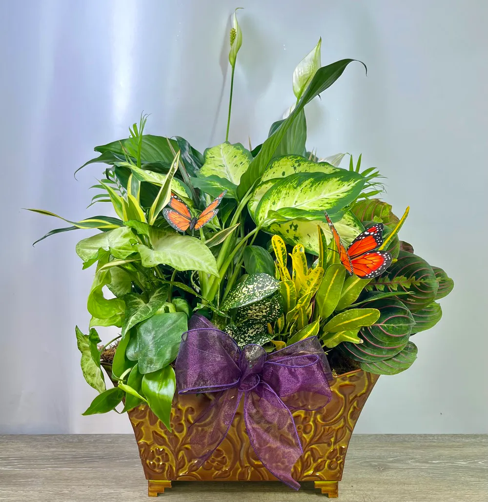 George's Dish Garden | Roanoke (VA) Plant Delivery | George's Flowers
