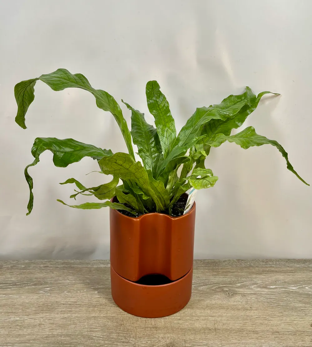 Self Watering Crocodile Fern | Roanoke (VA) Plant Delivery | George's ...