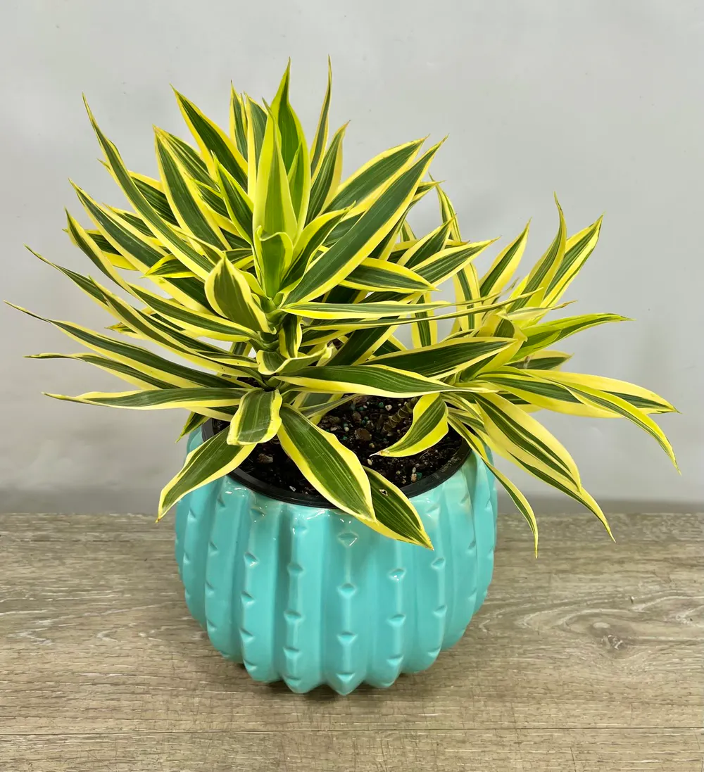 Song of India | Roanoke (VA) Same-Day Plant Delivery | George's Flowers