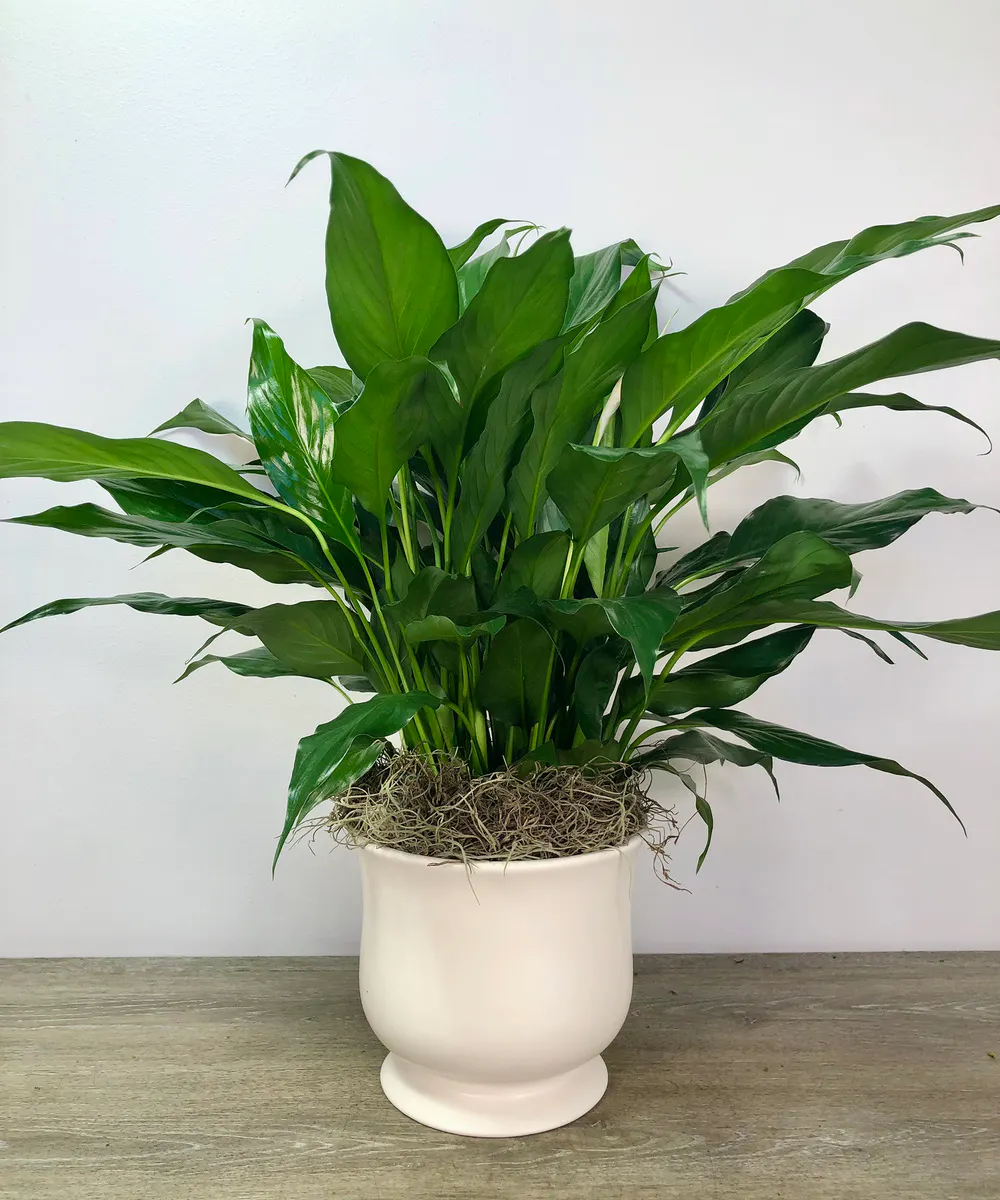 Green Plants Delivered Roanoke - George's Flowers